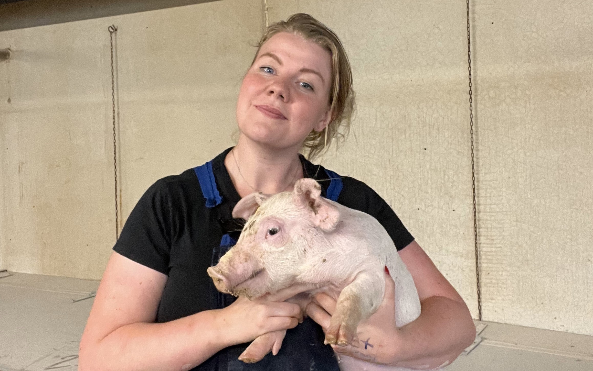 VA-kunde om pattegrisefoder: Det bedste vi nogensinde har haft ...